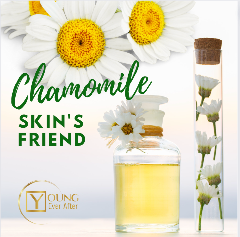 5 Benefits of Chamomile Flower Extract for Your Skin – Young Ever After LLC